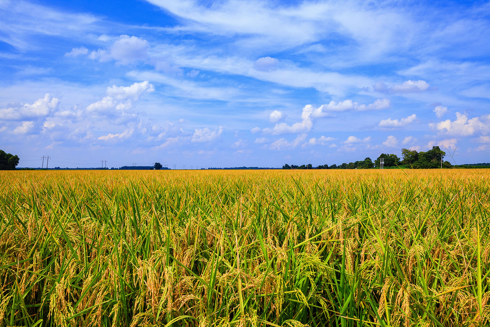 2020 Rice Awards Applications Open | USA Rice Federation