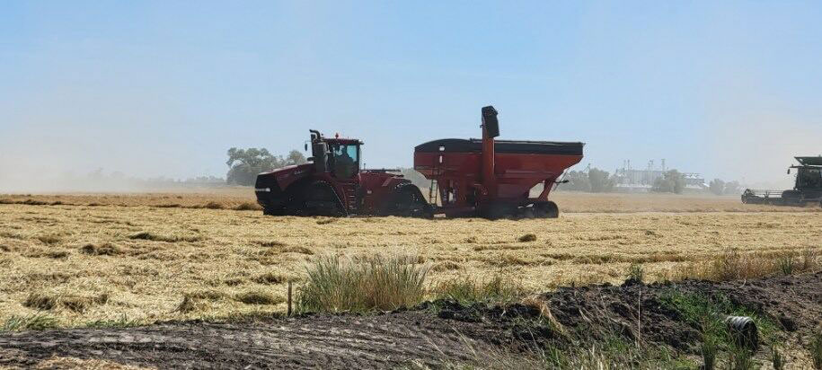 California Rice Harvest Report | USA Rice Federation