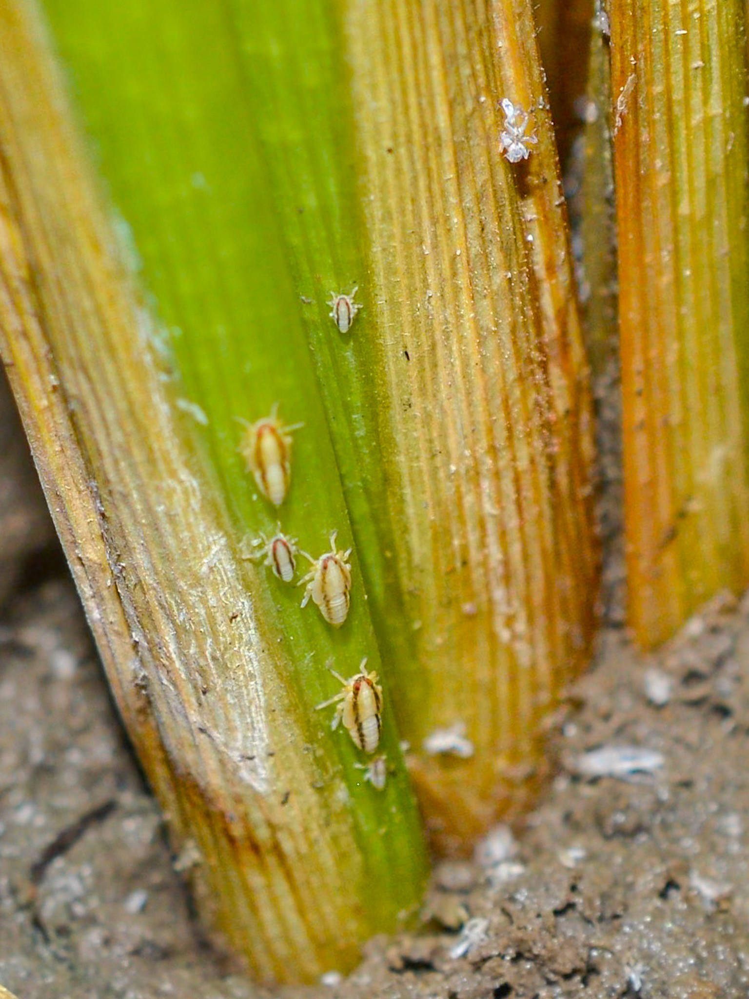 Rice Delphacid Has Become a Serious Pest in U.S. Rice Production | USA ...