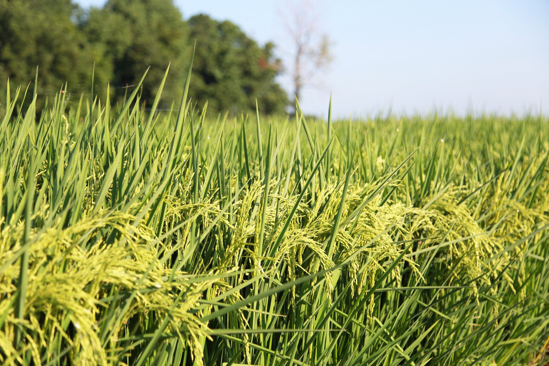 Webinar Series on Sustainability Starts Tomorrow | USA Rice Federation