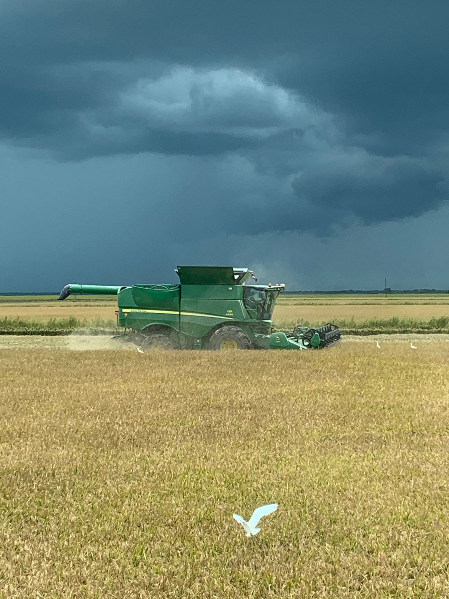 Hurricane Hanna Impacts Texas Ratoon Crop | USA Rice Federation