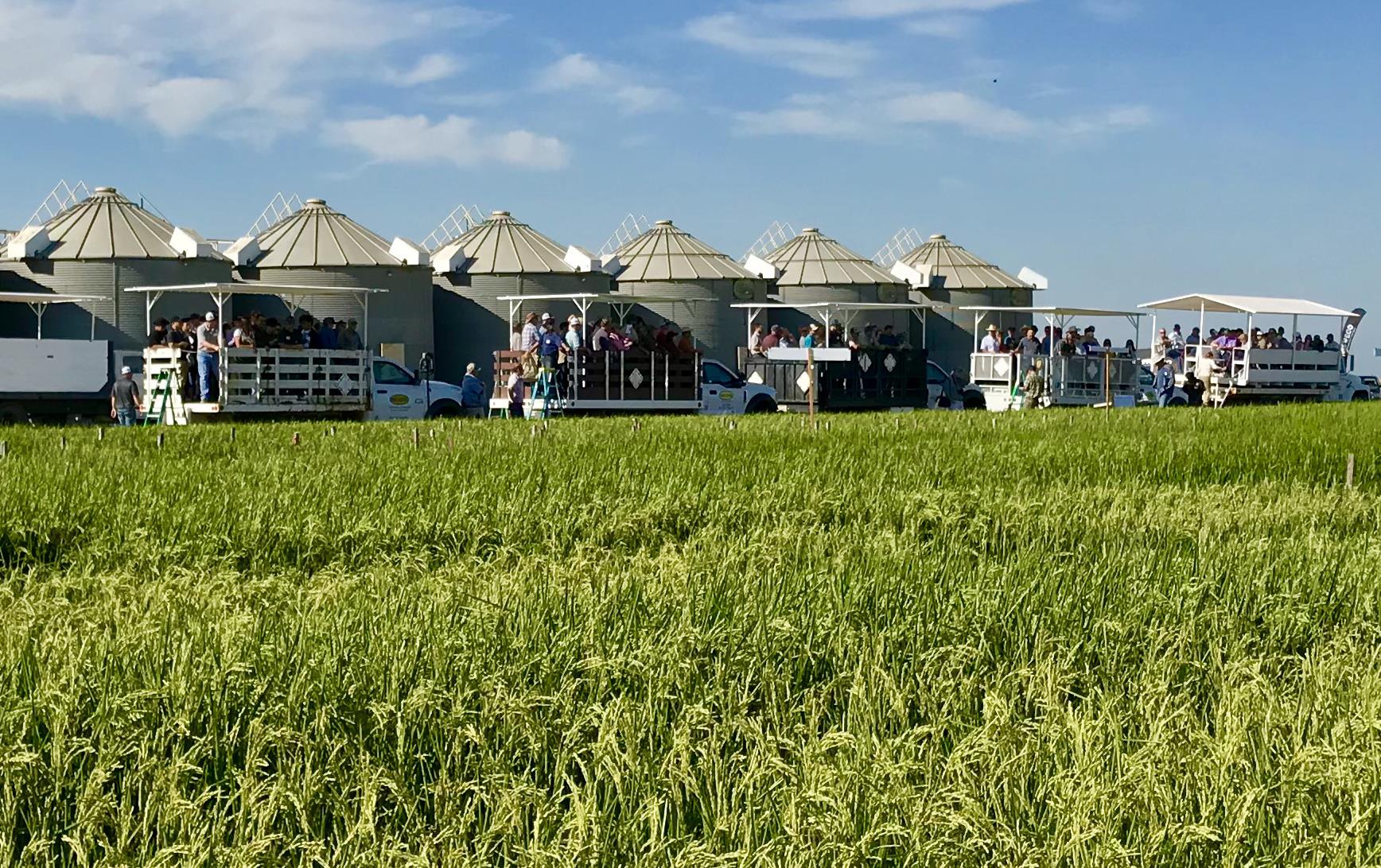 USA Rice Daily | USA Rice Federation