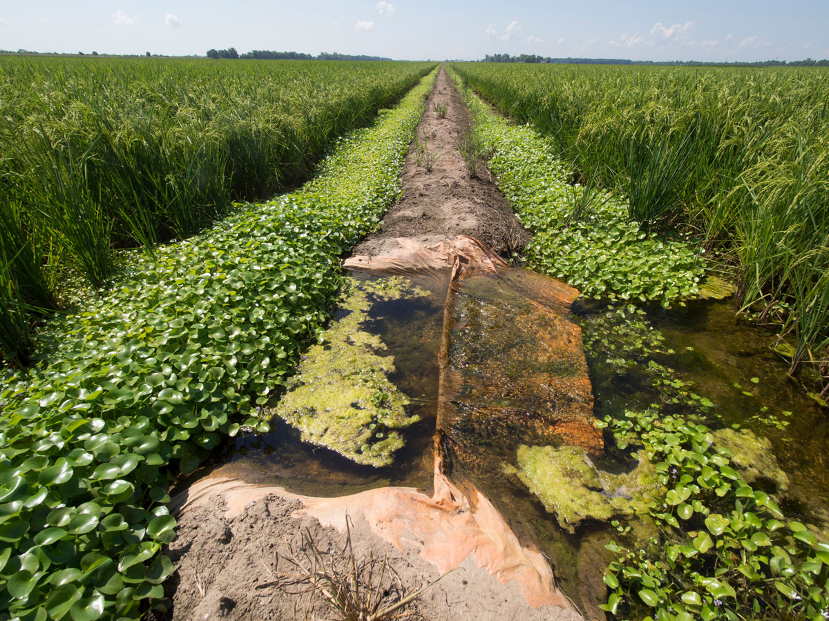 Clock is Ticking for Arkansas Climate-Smart Commodities Sign-Ups | USA ...